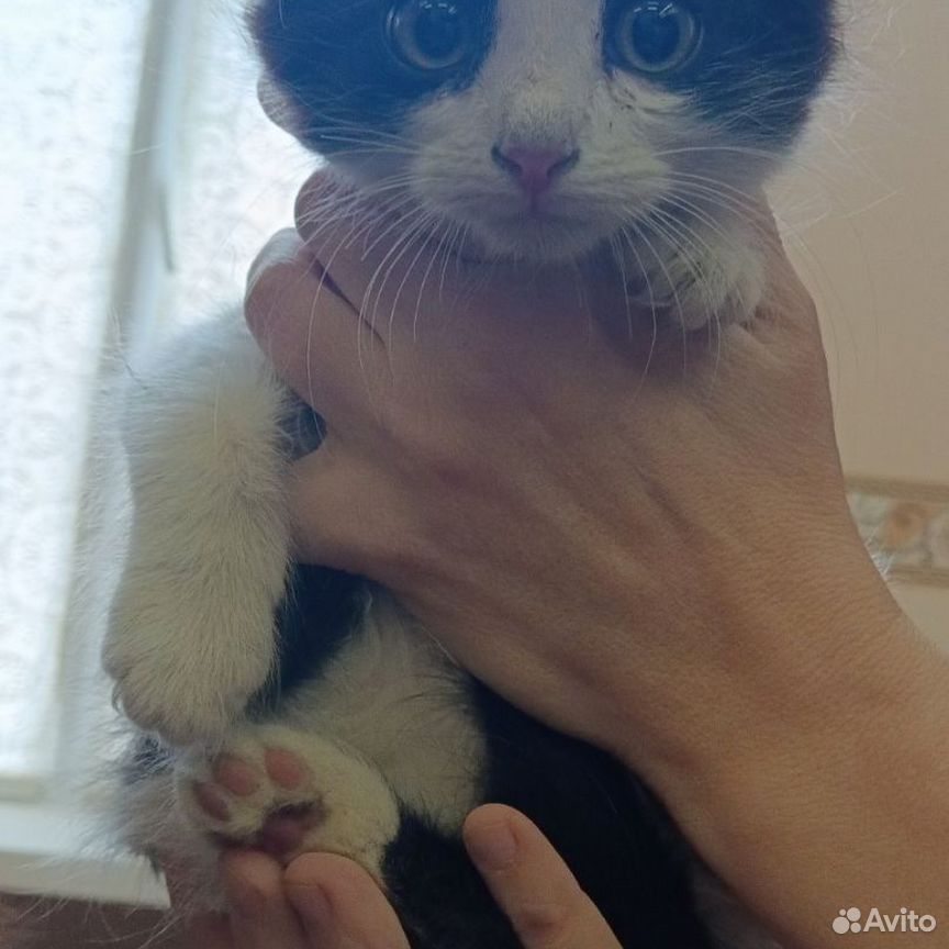 Очень красивые котятки в добрый ручки