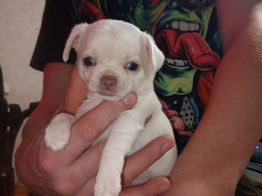 Чишки мальчишки