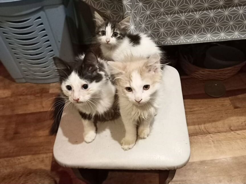 Котята в добрые руки