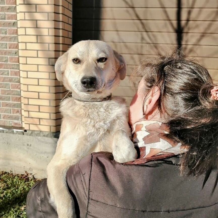 Собака в добрые руки