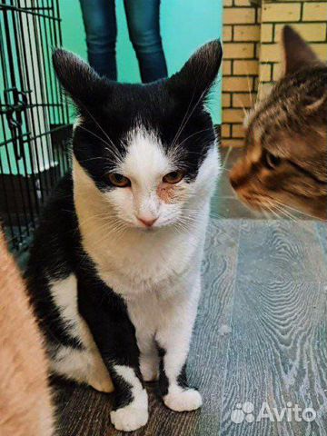 Sos обижают в приюте, умный, добряк кот 1 год