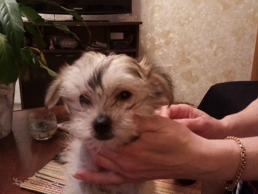 Щенок кхл