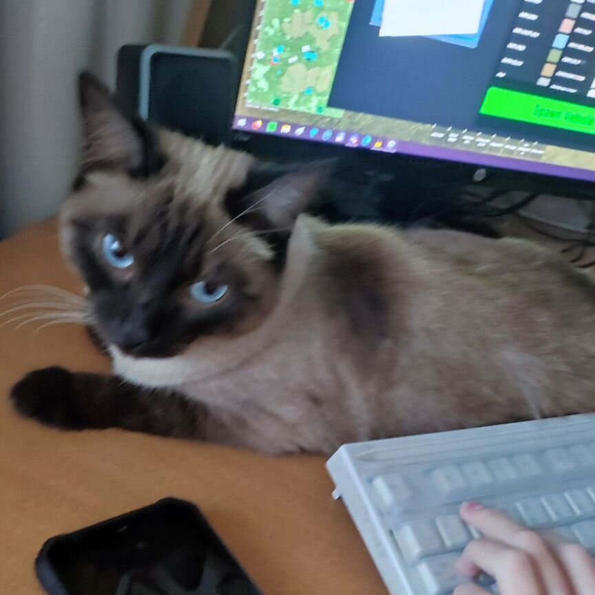 Сиамский котик в добрые руки