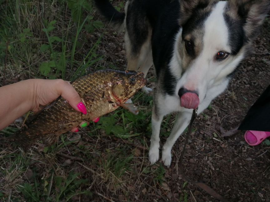 Собака в добрые руки