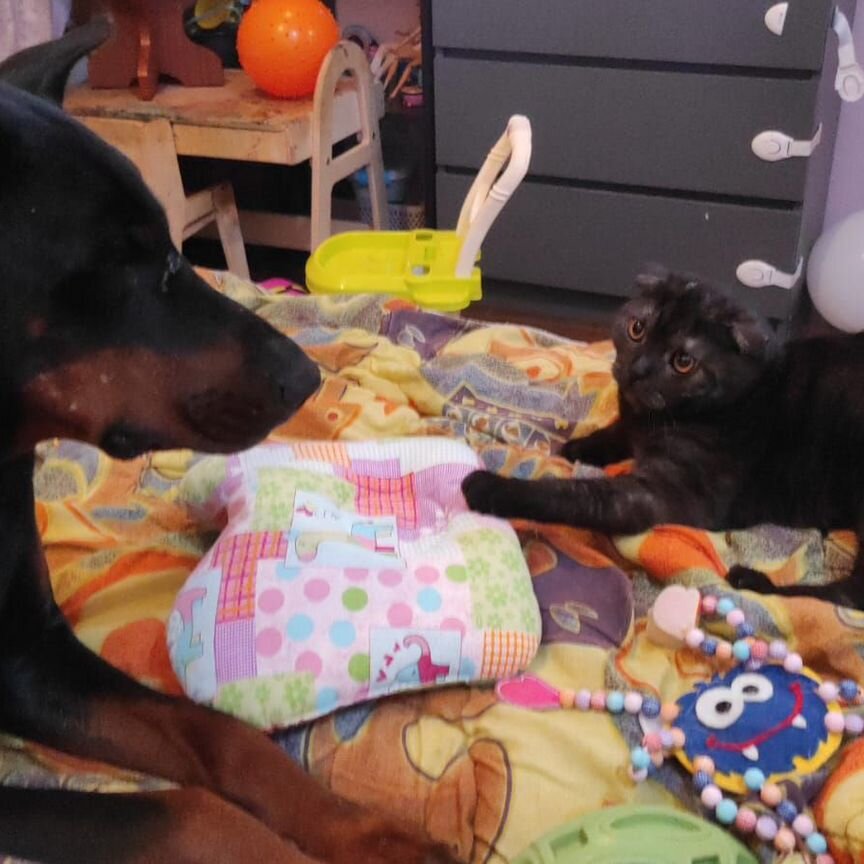 Доберман в добрые руки