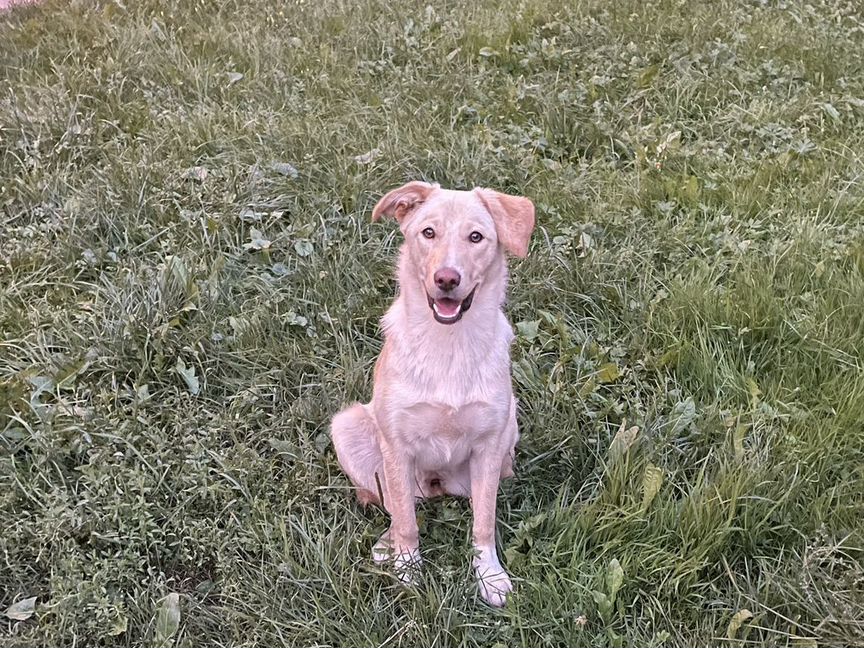 Собака в добрые руки Бесплатно