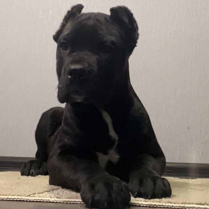 Кане-корсо, щенок