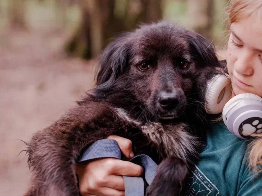 Собачка в поисках дома