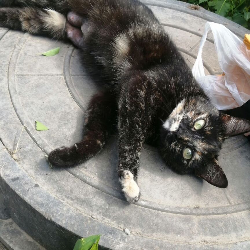 Кошечка малышка