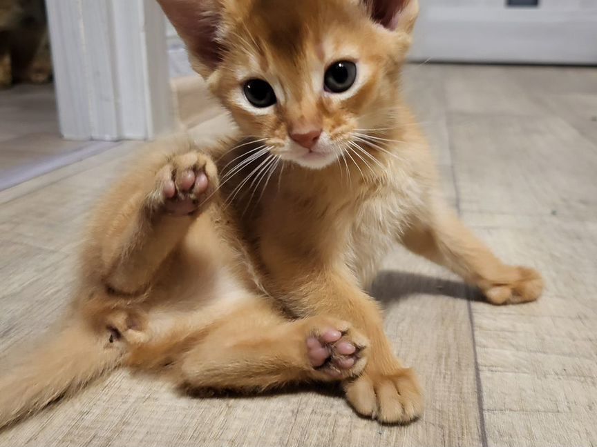 Абиссинские котята соррель