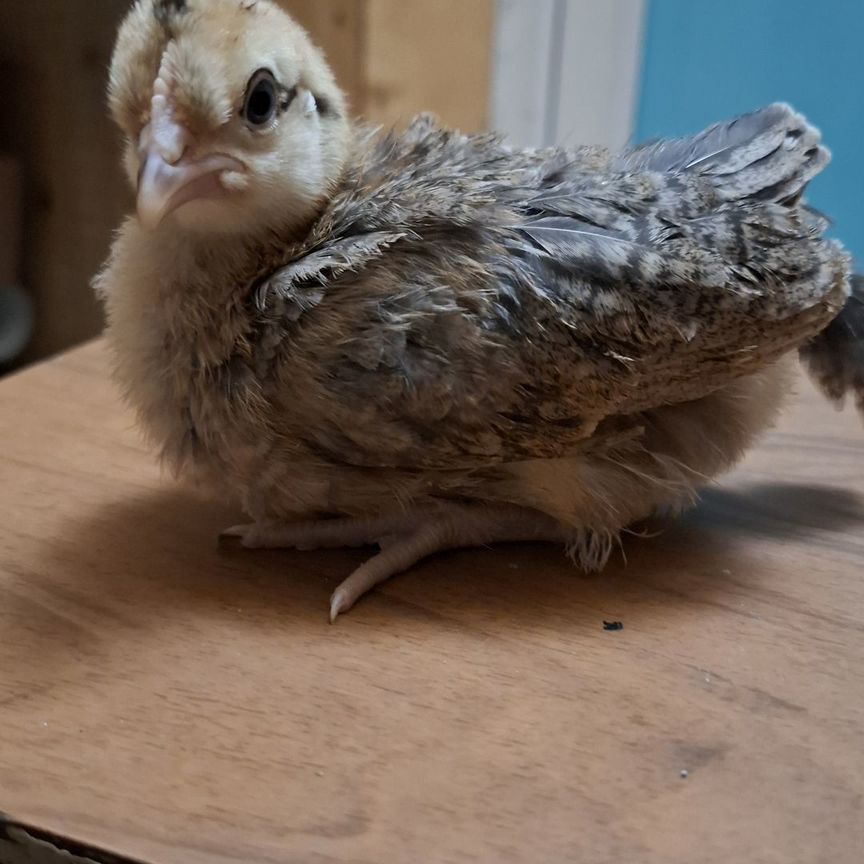 Легбар кремовый