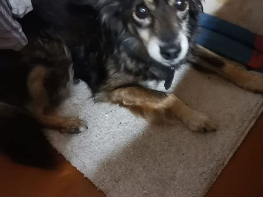 Найдена собака небольшого размера