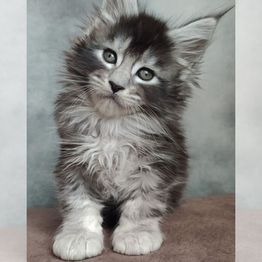 Мейн-кун котёнок