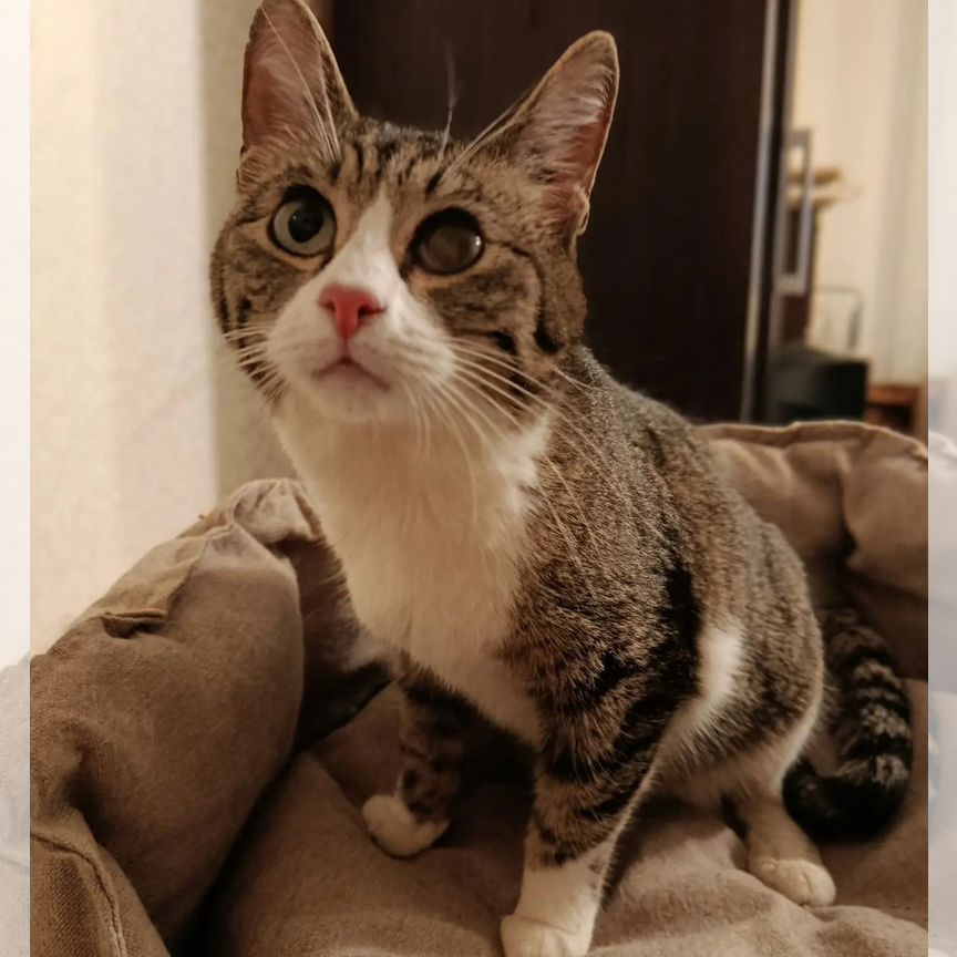 Взрослый кот в добрые руки