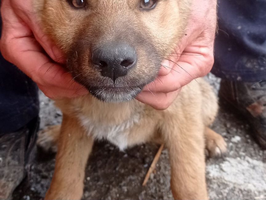 Пацанчик в добрые руки,4 мес