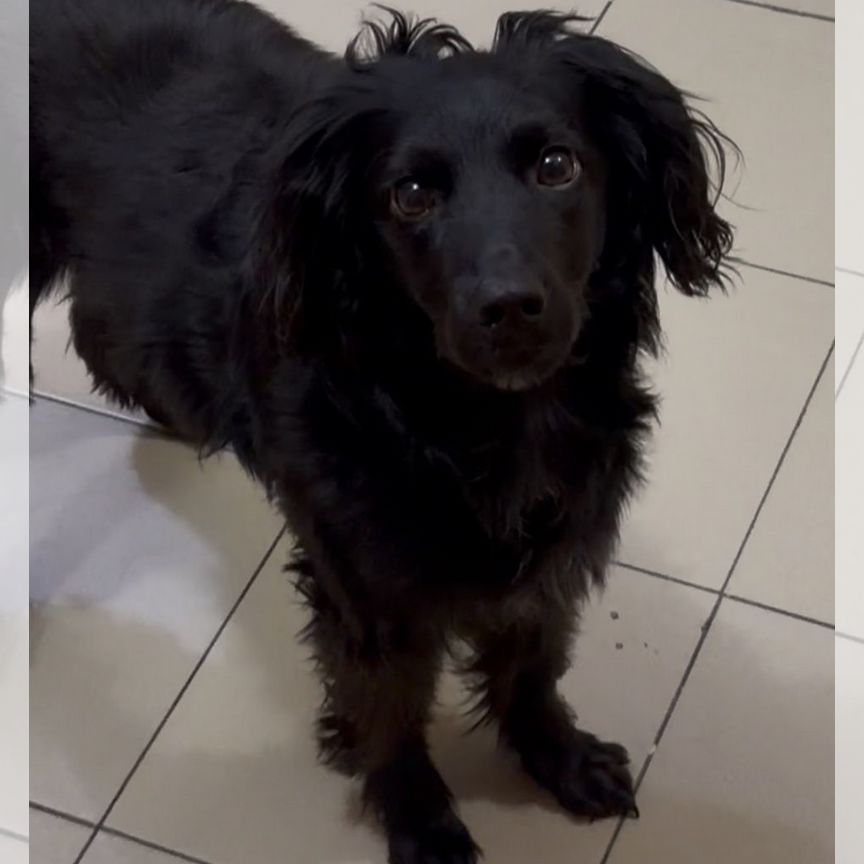 Американский водяной спаниель, взрослый пёс