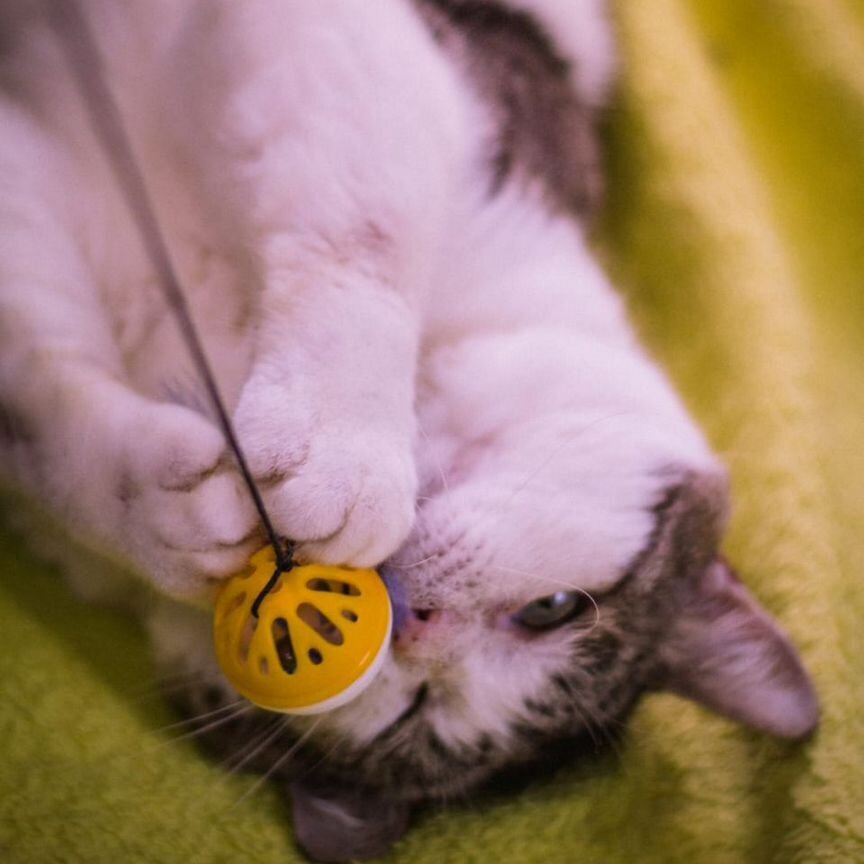 Кот Шрек