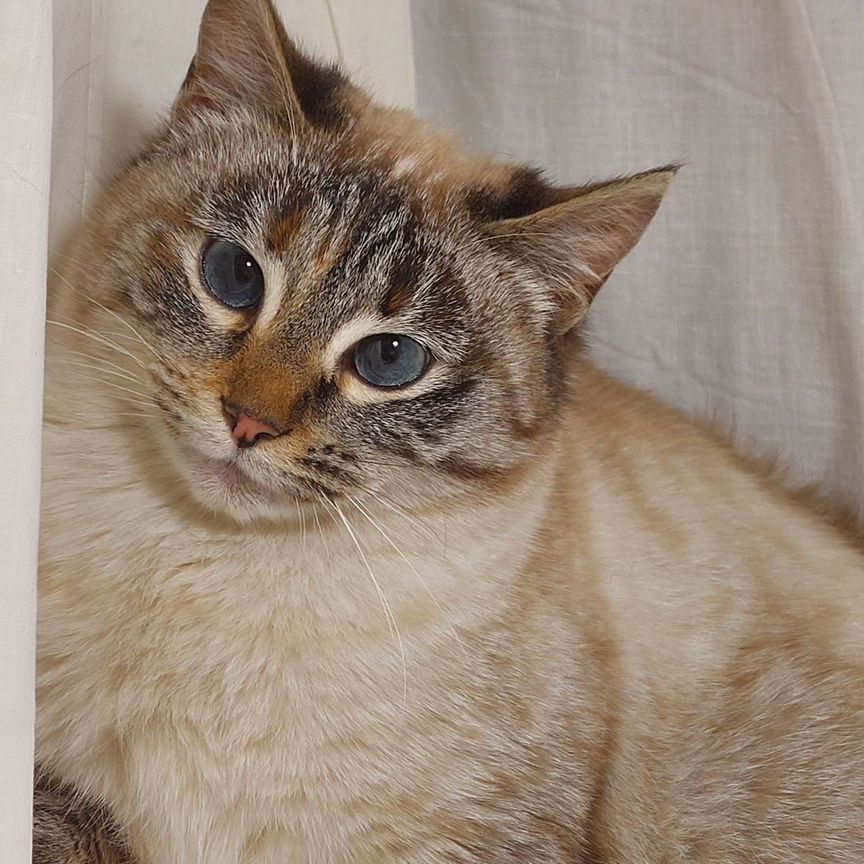 Шикарный спасённый котёнок
