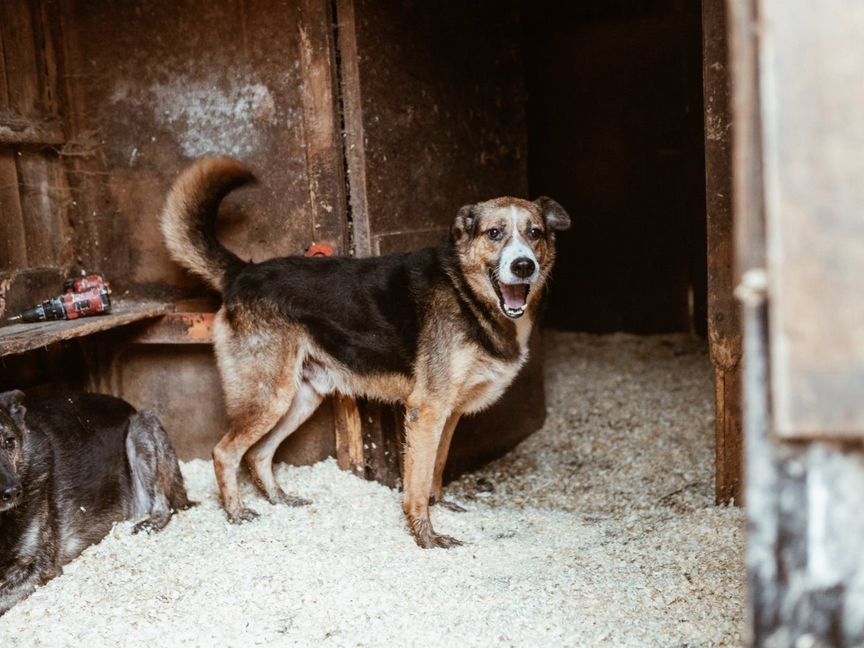 Собака в добрые руки