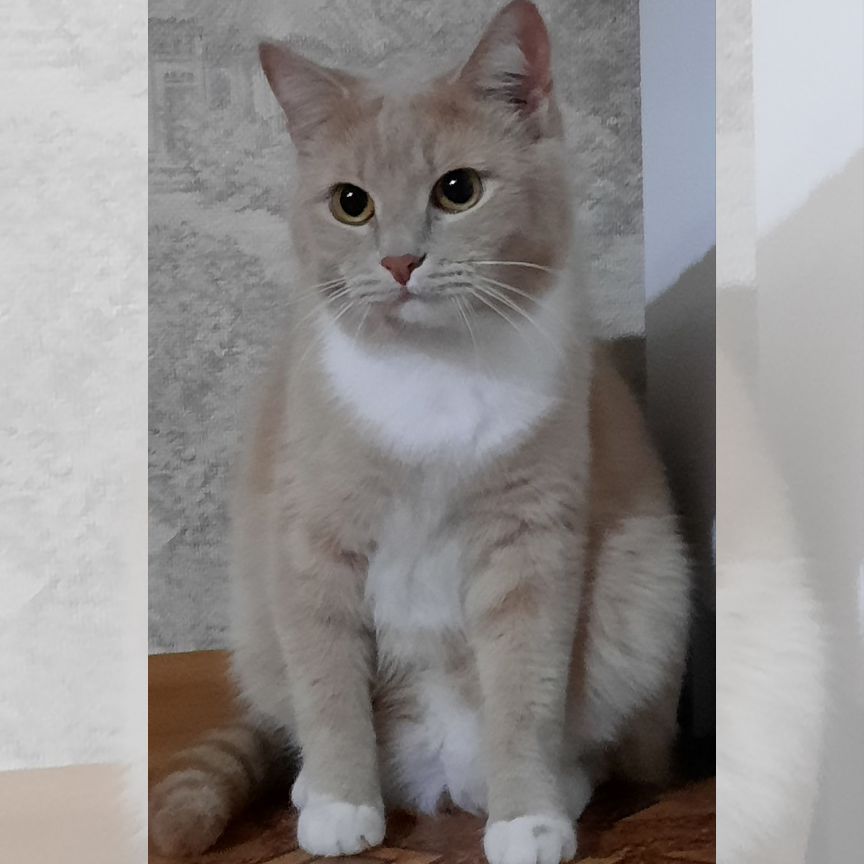 Котик - красавчик в добрые руки