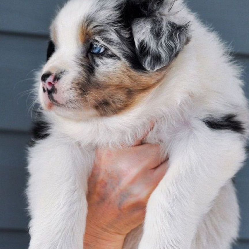 Мишки Австралийская овчарка.Аусси