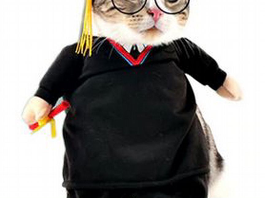 Одежда для котов (мелких собак)