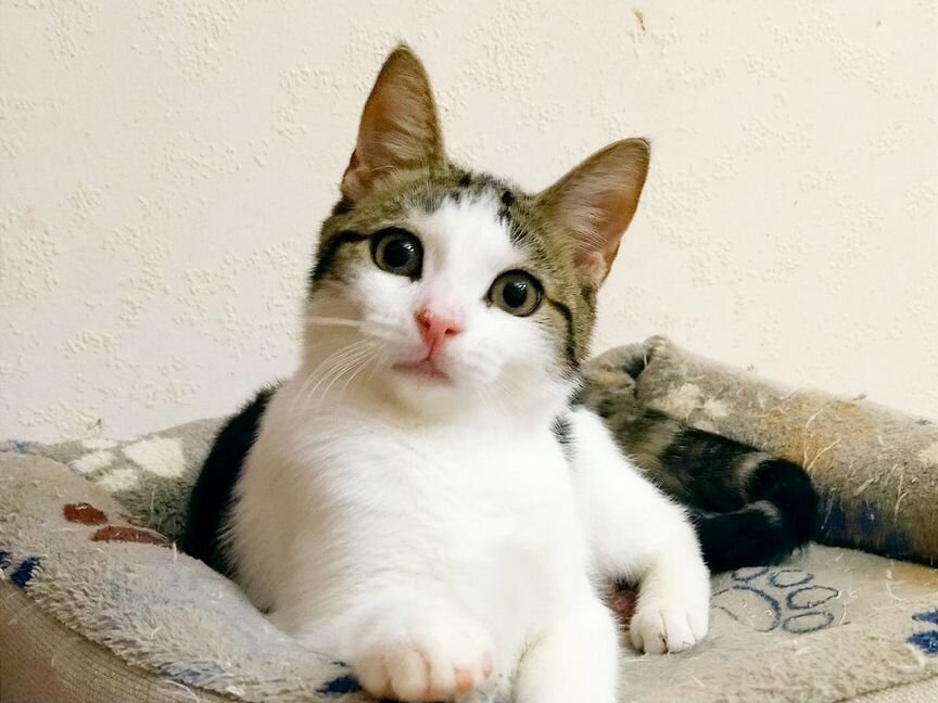 Матвеюшка ищет дом