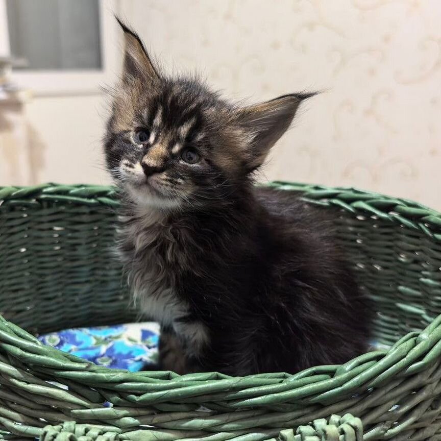 Мейн-кун мальчик