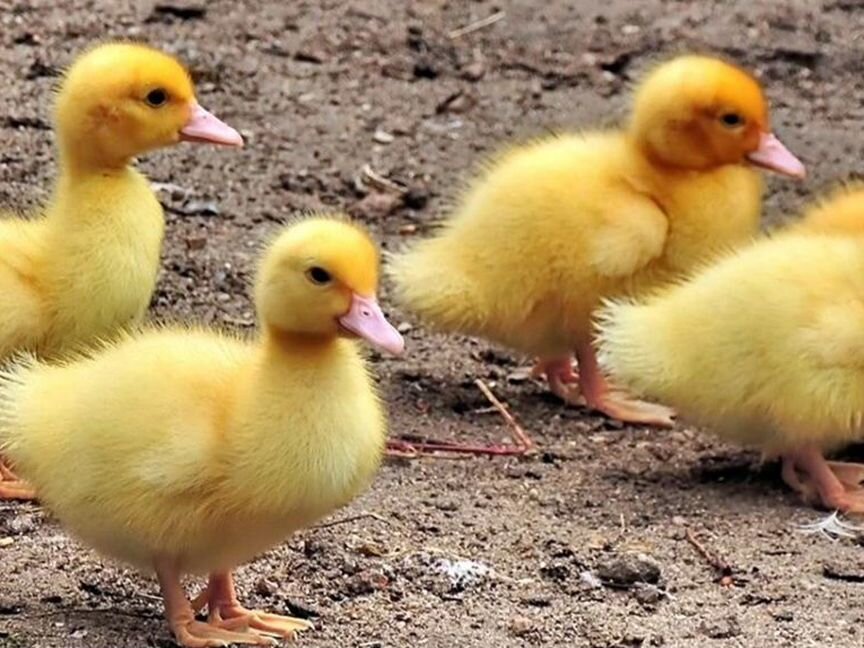 Утята бройлерные