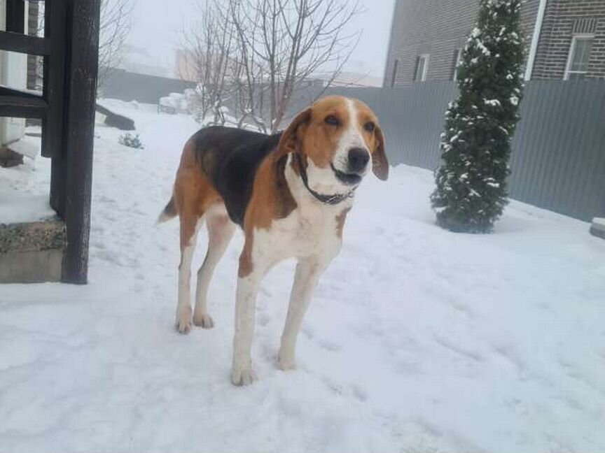 Русская пегая гончая