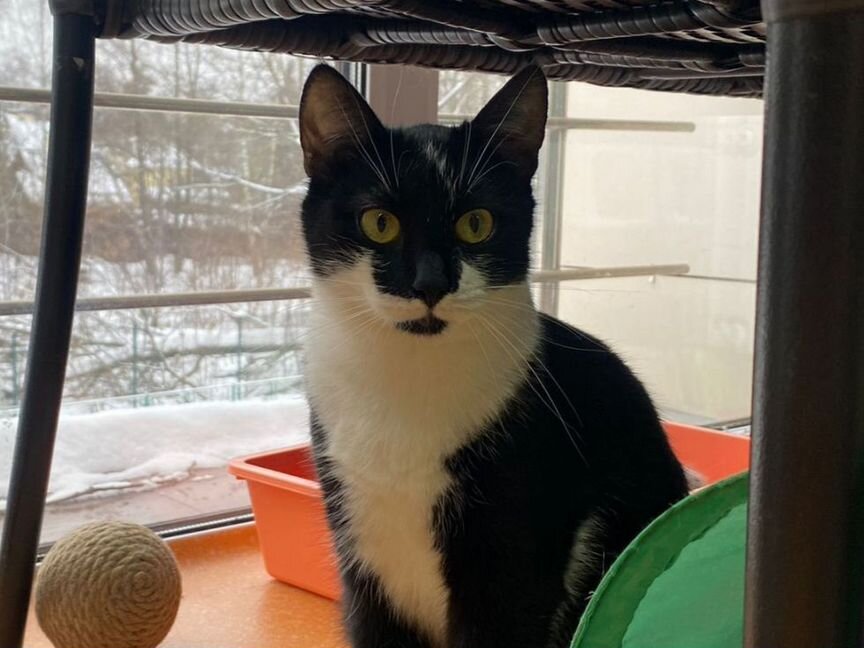 Очень ласковая кошка в дар