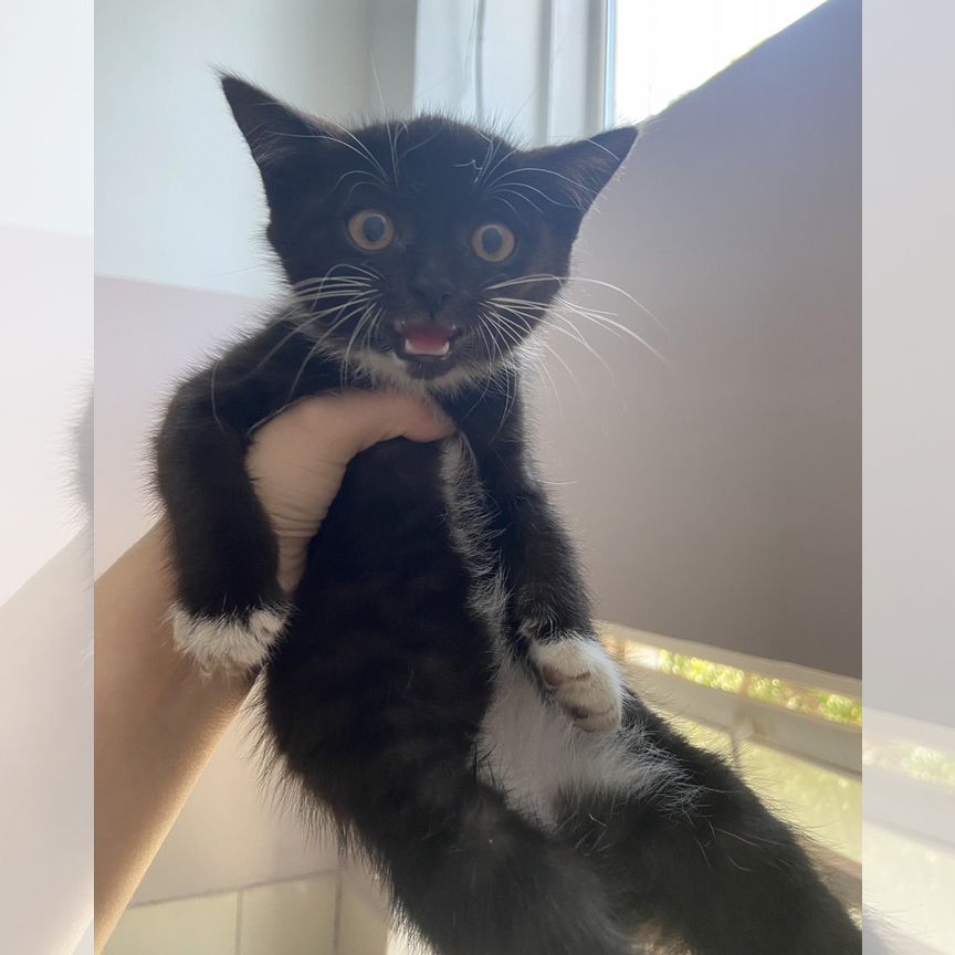 Котенок