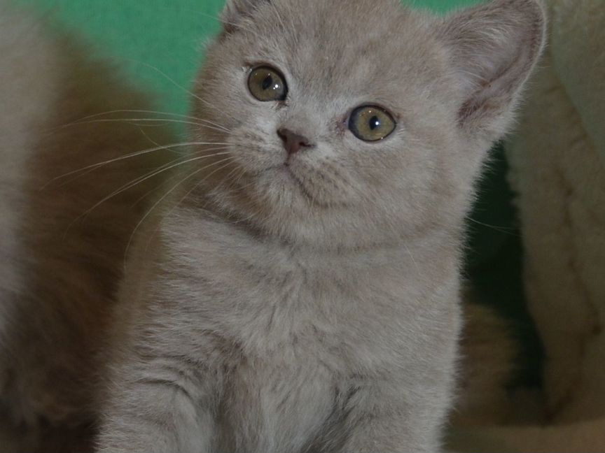 Лиловый британец