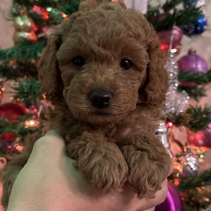 Той-пудель, щенок