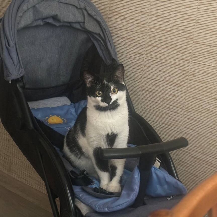 Котенок