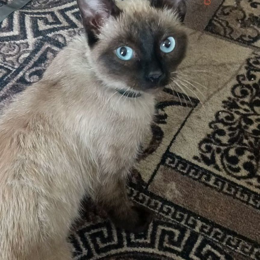 Сиамский кот