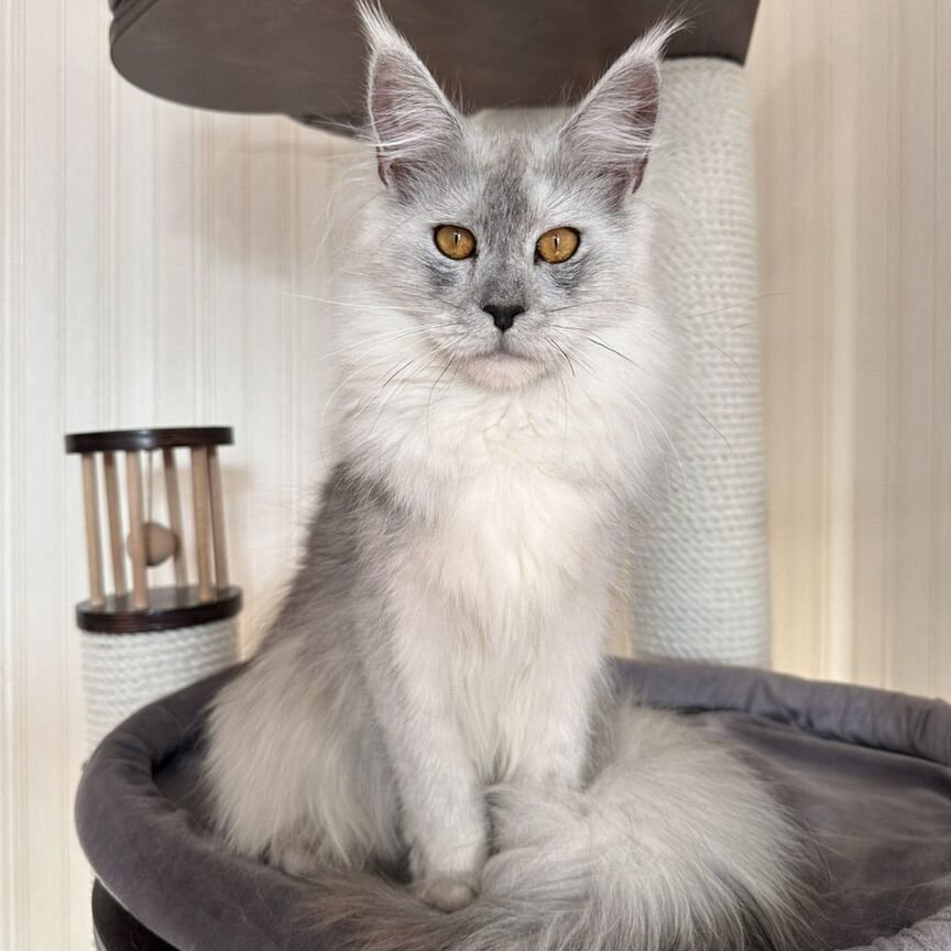 Мейн-кун девочка