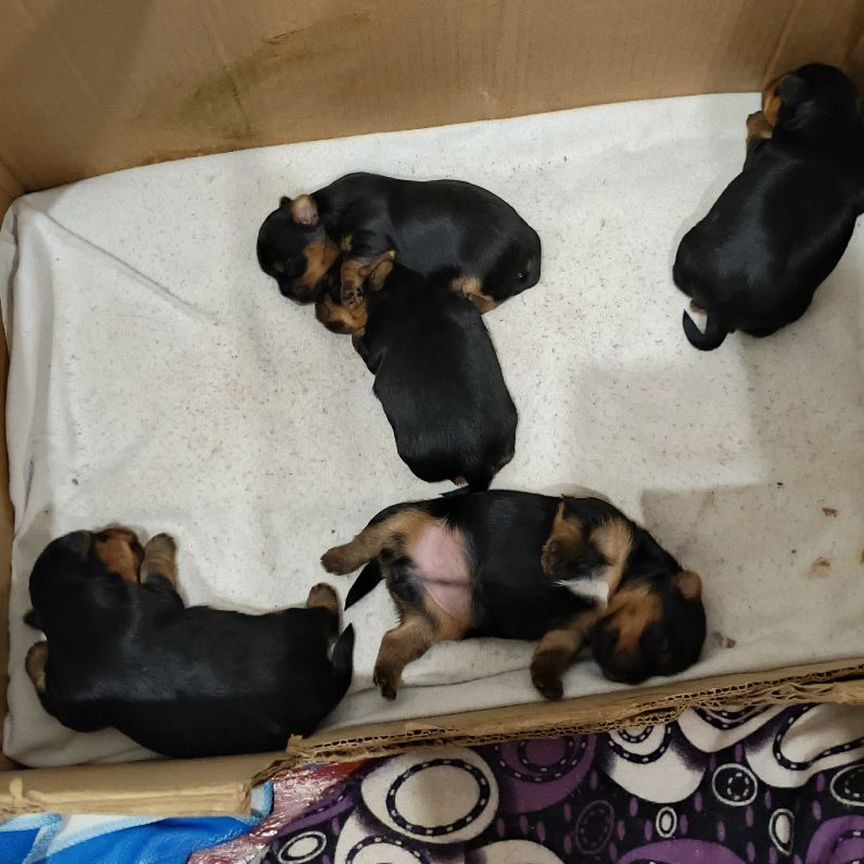 Йоркширский терьер, щенок