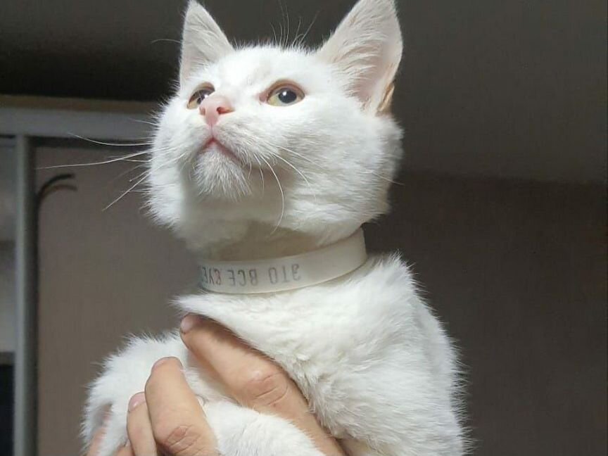 Котенок Снежок