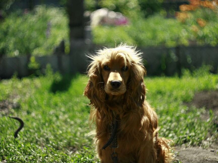 Опытный Спаниель приглашает на свидание