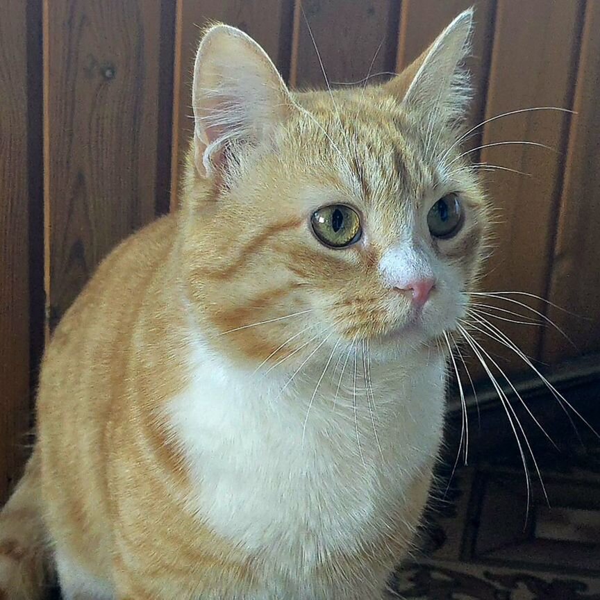 Кот