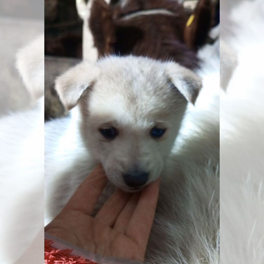 Сибирский хаски, щенок