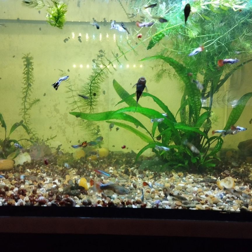 Продам Гуппиков и сомиков