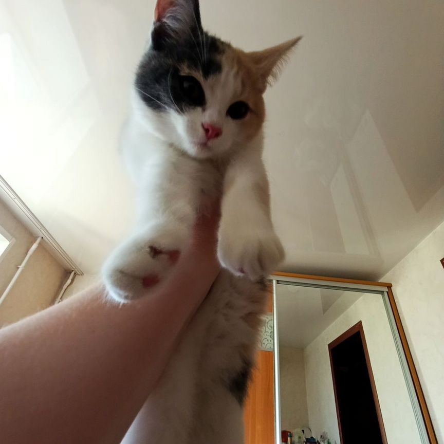 Дарю котёнка девочку