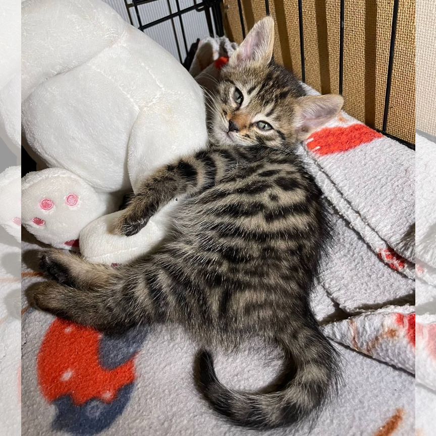 Маленький котёнок ищет семью