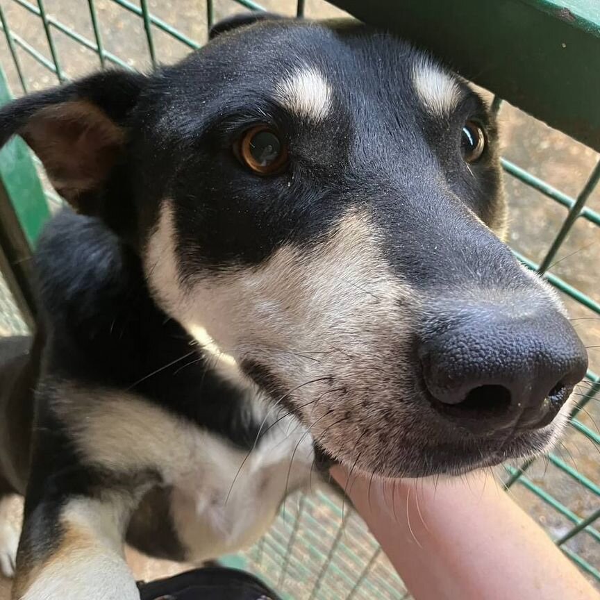 Батону в приюте не место