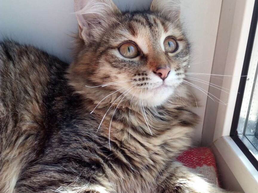 Савита сибирских кровей