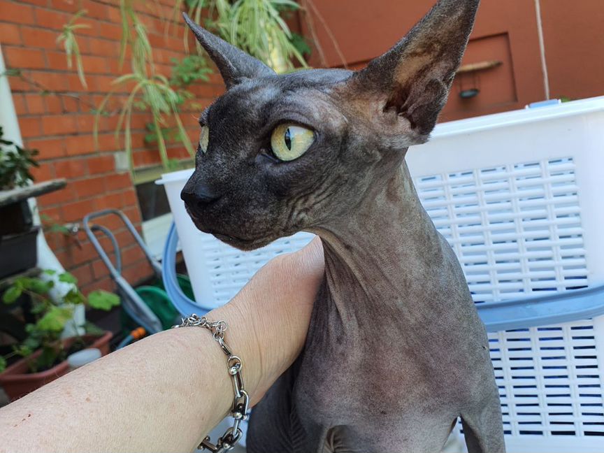 Канадский сфинкс молодой отдам