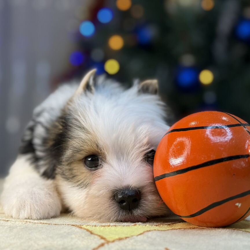 Бивер-йоркширский терьер, щенок