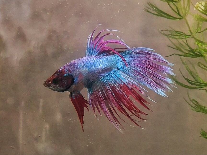 Аквариум с рыбкой петушкок